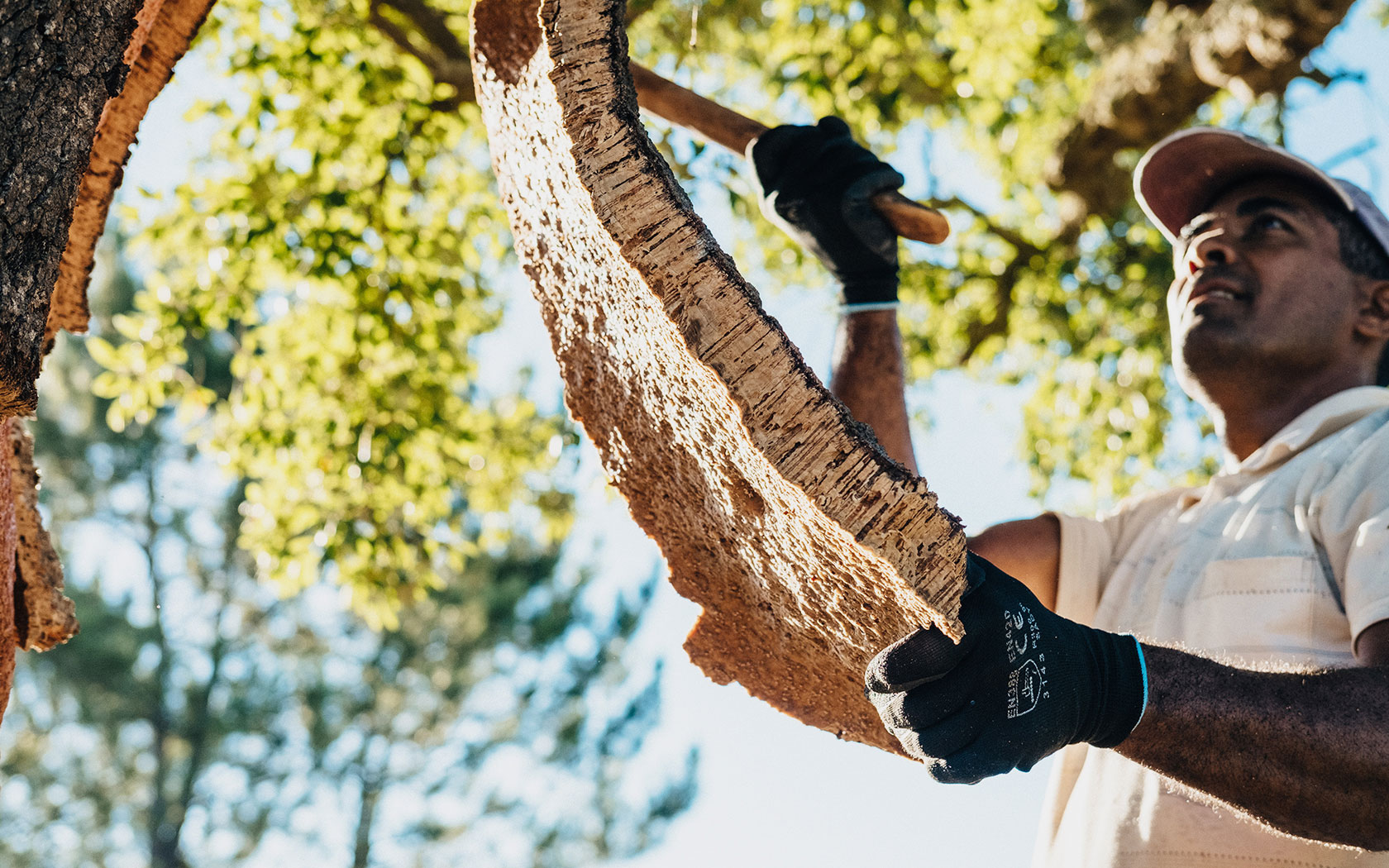 What is Cork | Why Cork > Amorim Cork Solutions