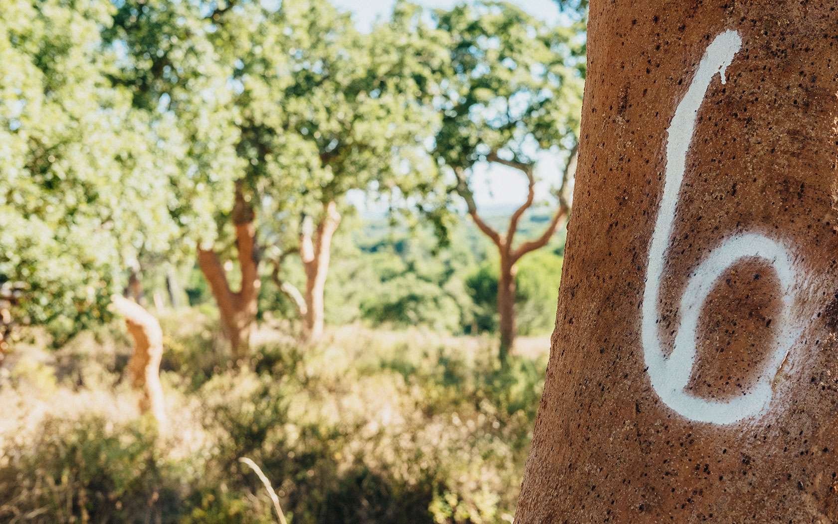 What is Cork | Why Cork > Amorim Cork Solutions