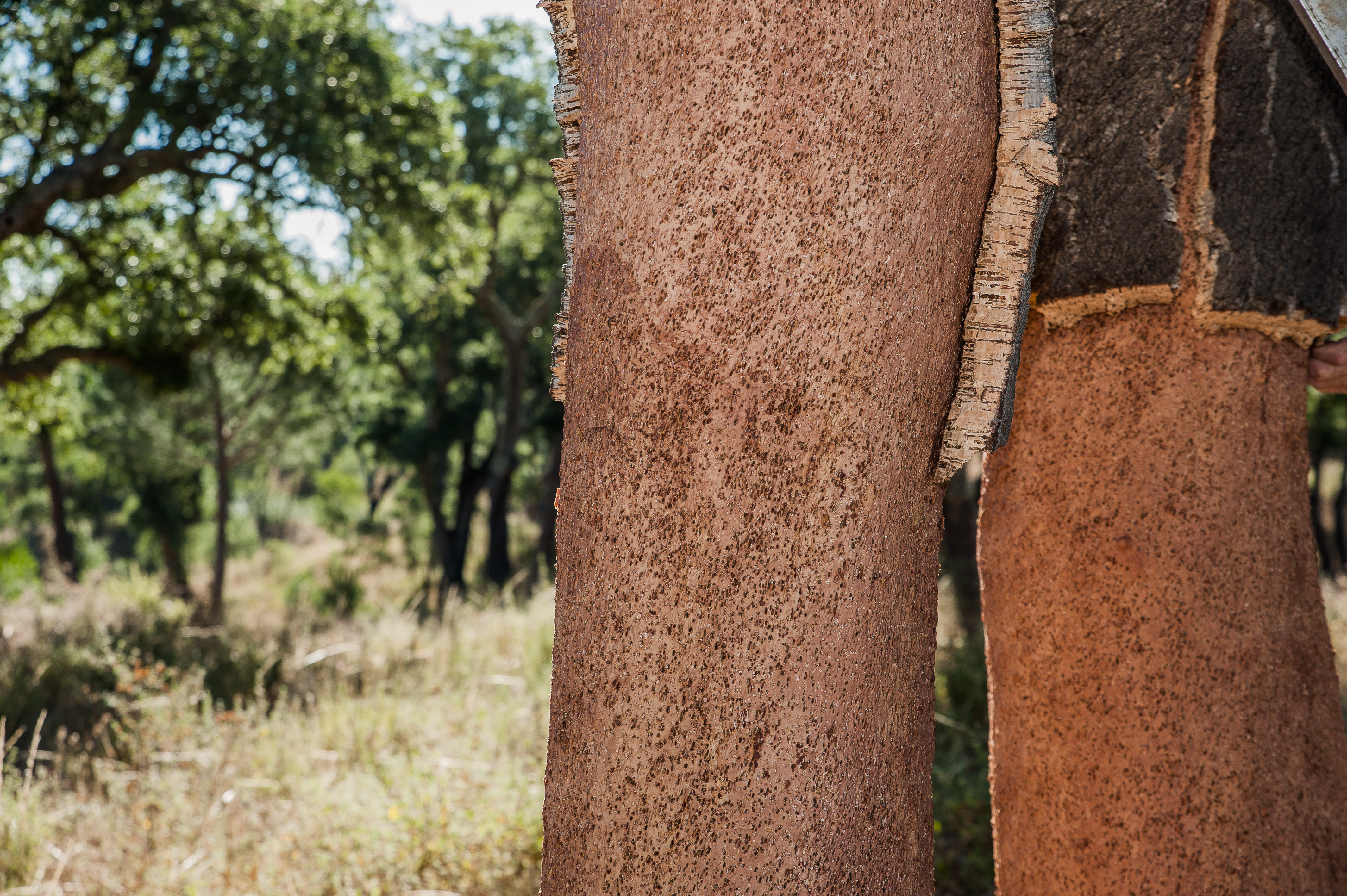 O que é a cortiça | Porquê a Cortiça? > Amorim Cork Solutions